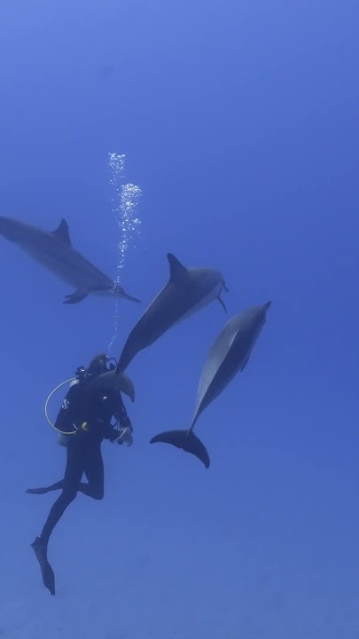 Aquatic Life Divers - Hawaiian Spinner Dolphins Scuba Diving Big Island ...