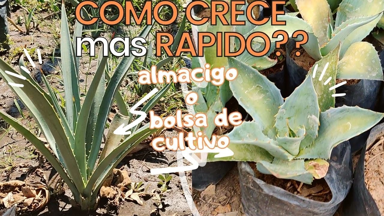 tips para que tu maguey crezca mas rapido. COMO CRECE MAS RAPIDO EL ...