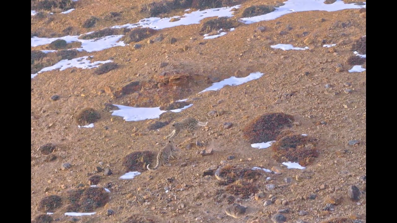 Snow Leopards fighting or playing? - YouTube