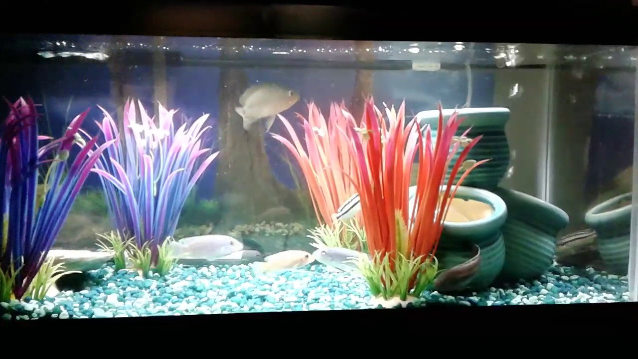 Chancho in African cichlids tank - YouTube