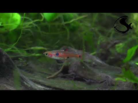 Nano Fish - 21 Amazing fish (With Pictures) - AquariumStoreDepot