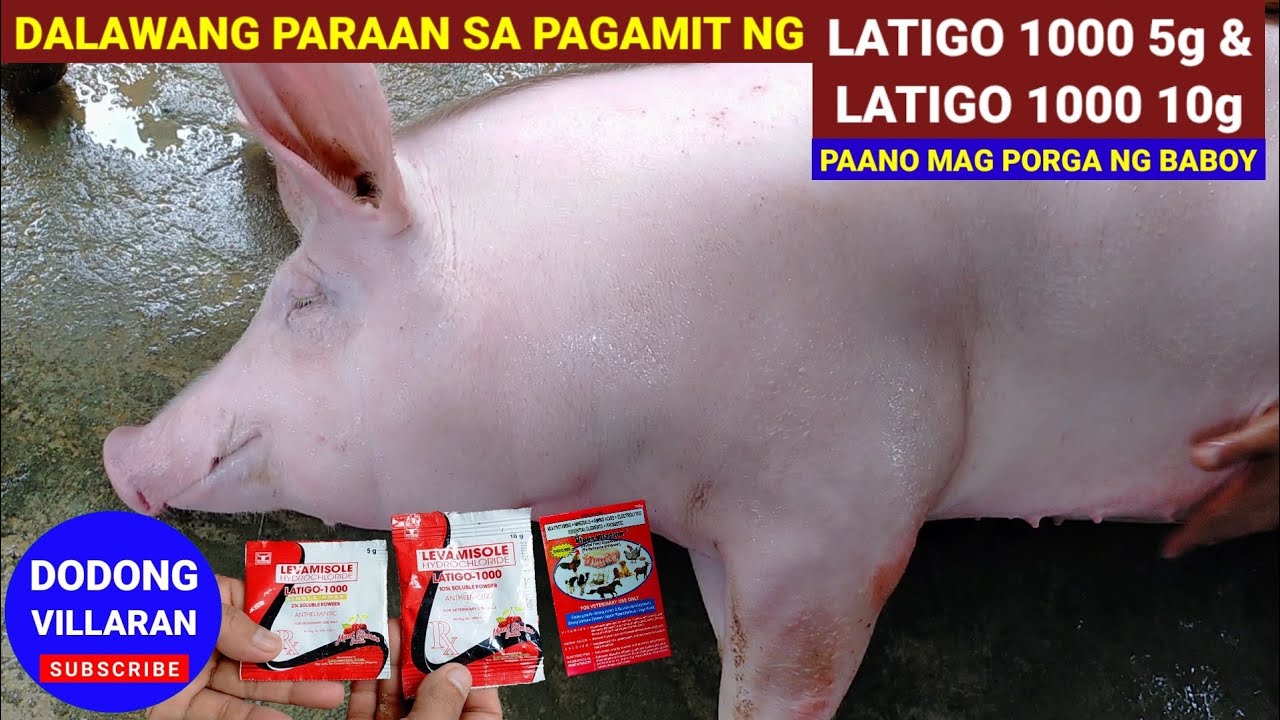 Dalawang PARAAN sa pagamit ng LATIGO 1000 5grams & 10grams sachet sa ...
