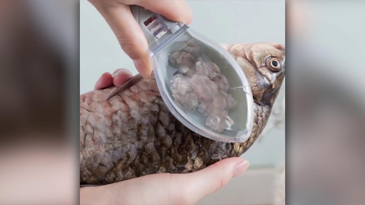 Fish scales removal - YouTube