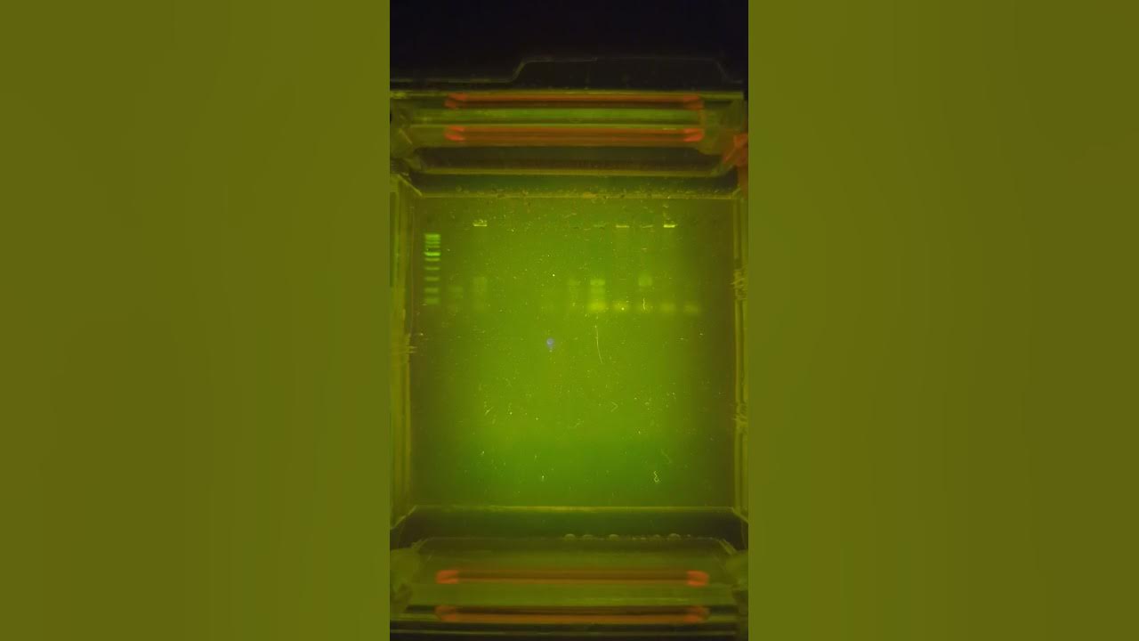 miniPCR PTC Taster Lab Gel Electrophoresis - YouTube