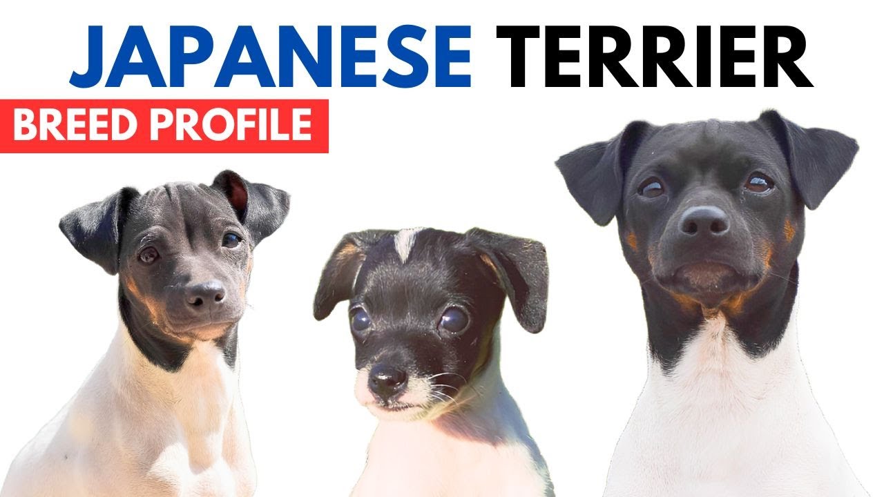 Japanese Terrier Breed Profile History - Price - Traits - Japanese ...