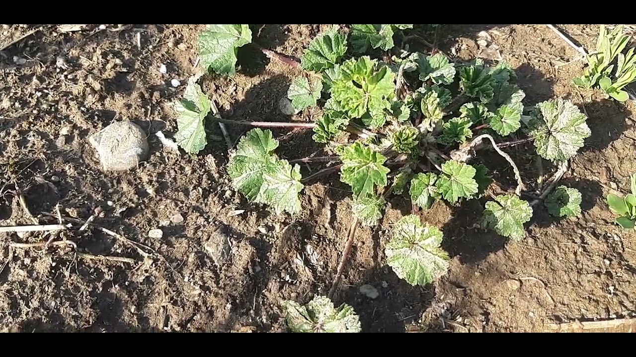 Pianta di malva selvatica (M. Sylvestris) ai margini di un boschetto ...