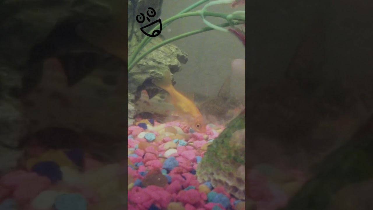 Pleco hoarding fish pellets - YouTube