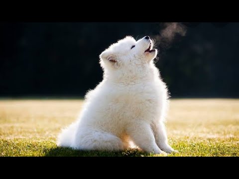 Cutest Puppies Howling Compilation 2020 [ Cuteness Overloaded] - YouTube