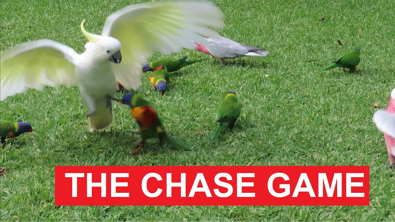 Bird Picnic Turned Chase Game - YouTube
