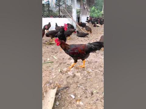 Super big, beautiful 3f chicken - YouTube