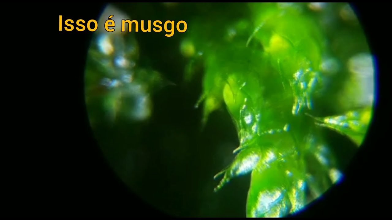 Musgo no microscópio ( parte 1) - YouTube