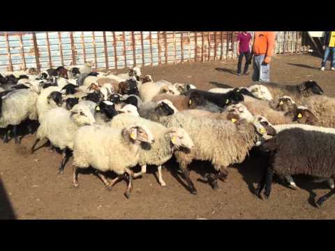 Anarom (Anatolian Romanov) dişi toklular, 7-8 aylık