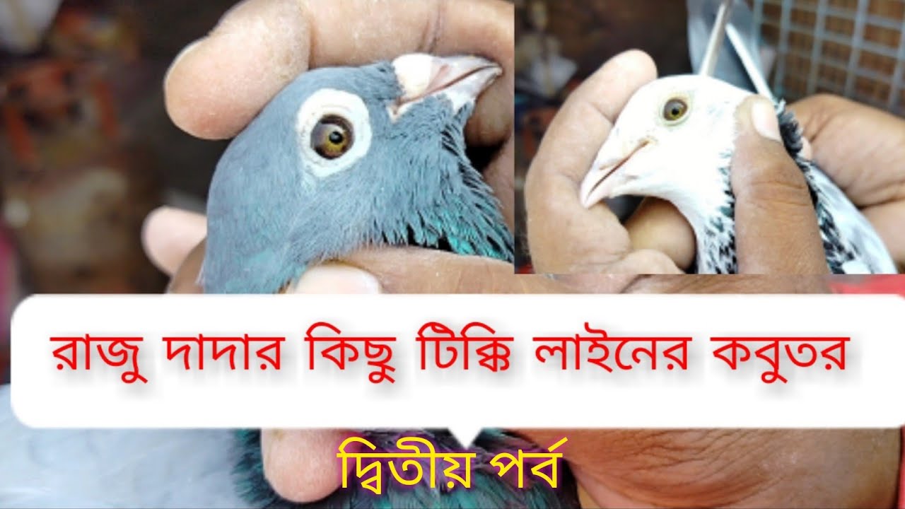 টিক্কি লাইনের কিছু ভালো কবুতর .Some good pigeons in the Tikki line# ...
