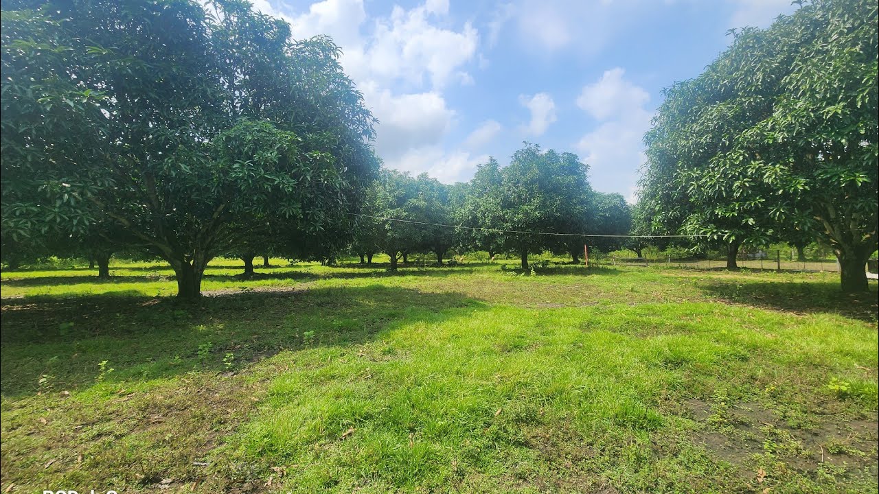 Bargain 1.5 Hectare Mango Farm for Sale at San Juan Batangas - YouTube