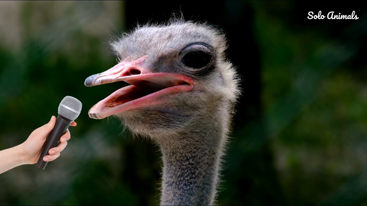 Ostrich: Ostrich Sound | Shutar Murgh | Ostrich Bird | Ostrich Noise ...