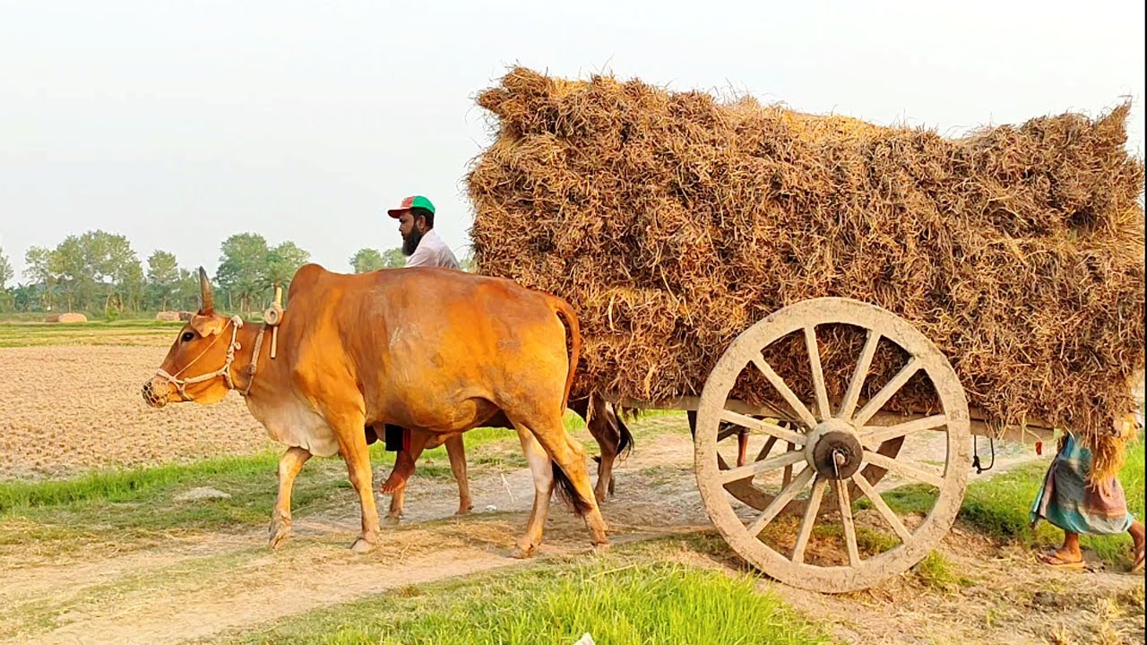 Paddy transport system in Bangladesh - YouTube