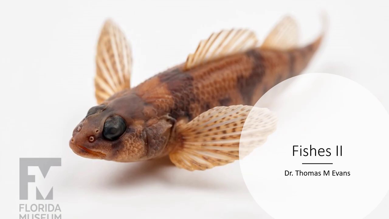 15 Fishes II - YouTube