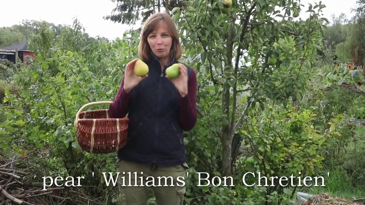3 heirloom pears - YouTube