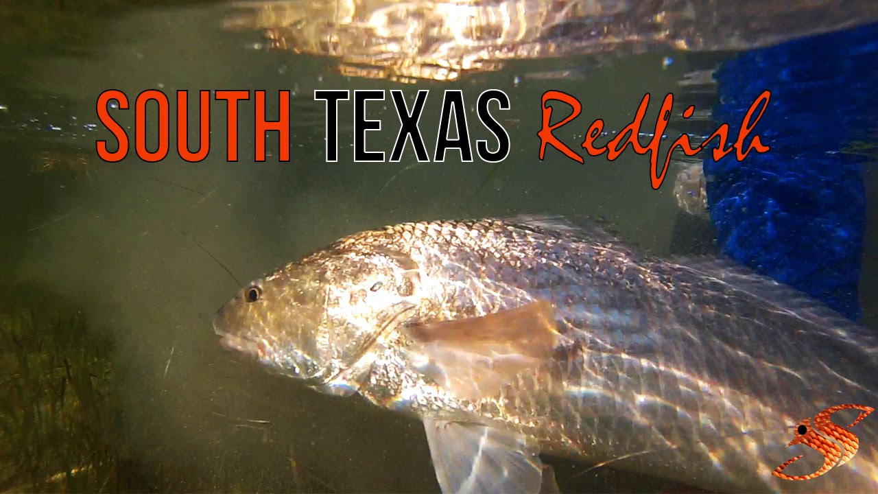 Sight Casting South Texas Redfish - What a Blast! - YouTube