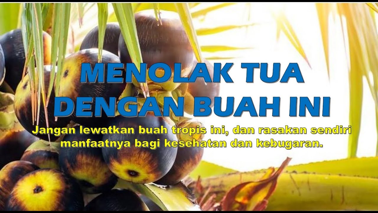 MENCARI MANFAAT BUAH SIWALAN DARI HUTAN - YouTube