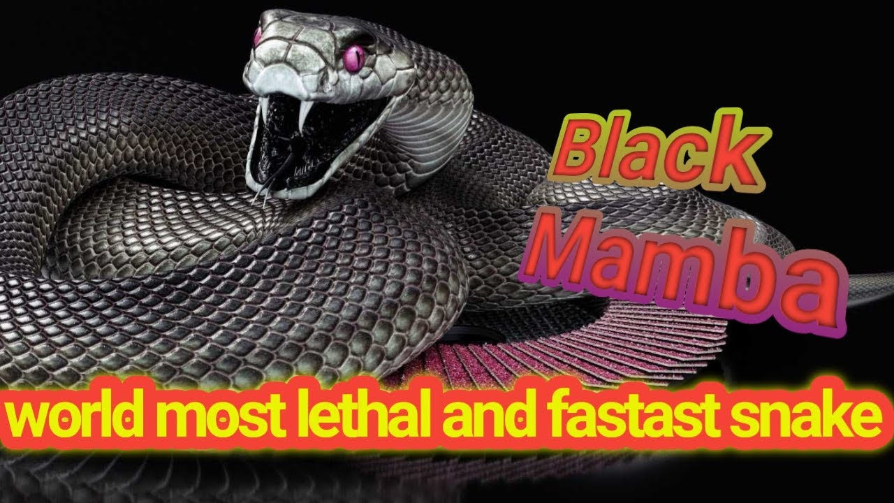 black mamba snake | black mamba snake speed | black mamba snake speed ...