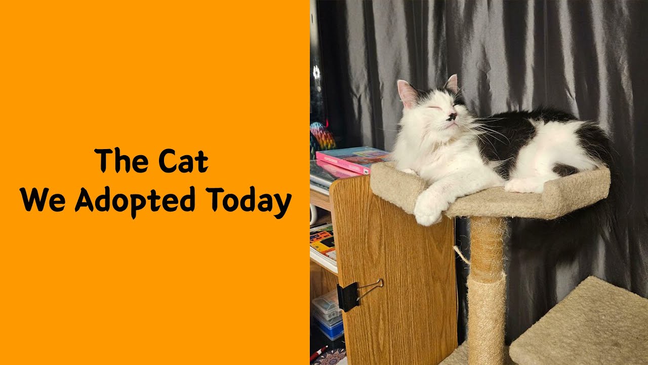 50 Adorable Pet Adoption Pictures To Make Your Day A Little Brighter ...