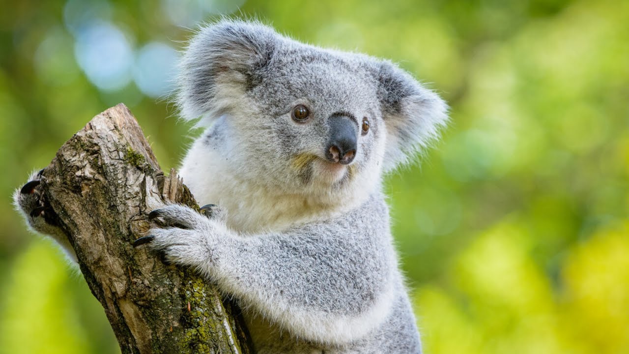 Coala e seu Filhote - YouTube