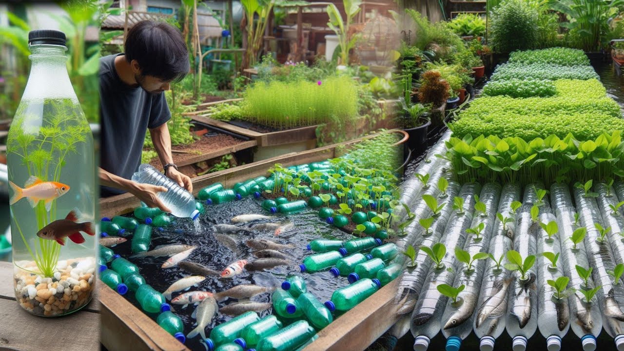 Using 1500 Plastic Bottles for Backyard Aquaponics Farming Fresh Fish ...
