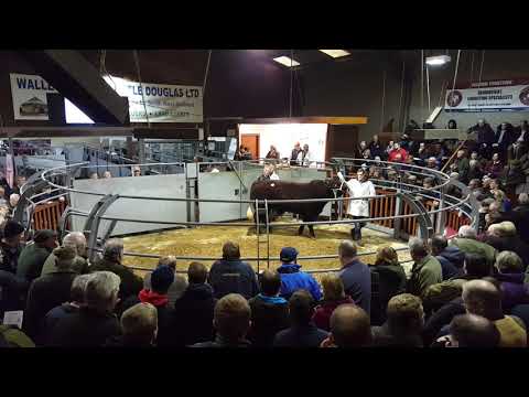 Salers Sale 2018 - Cuil Lat (4,200)
