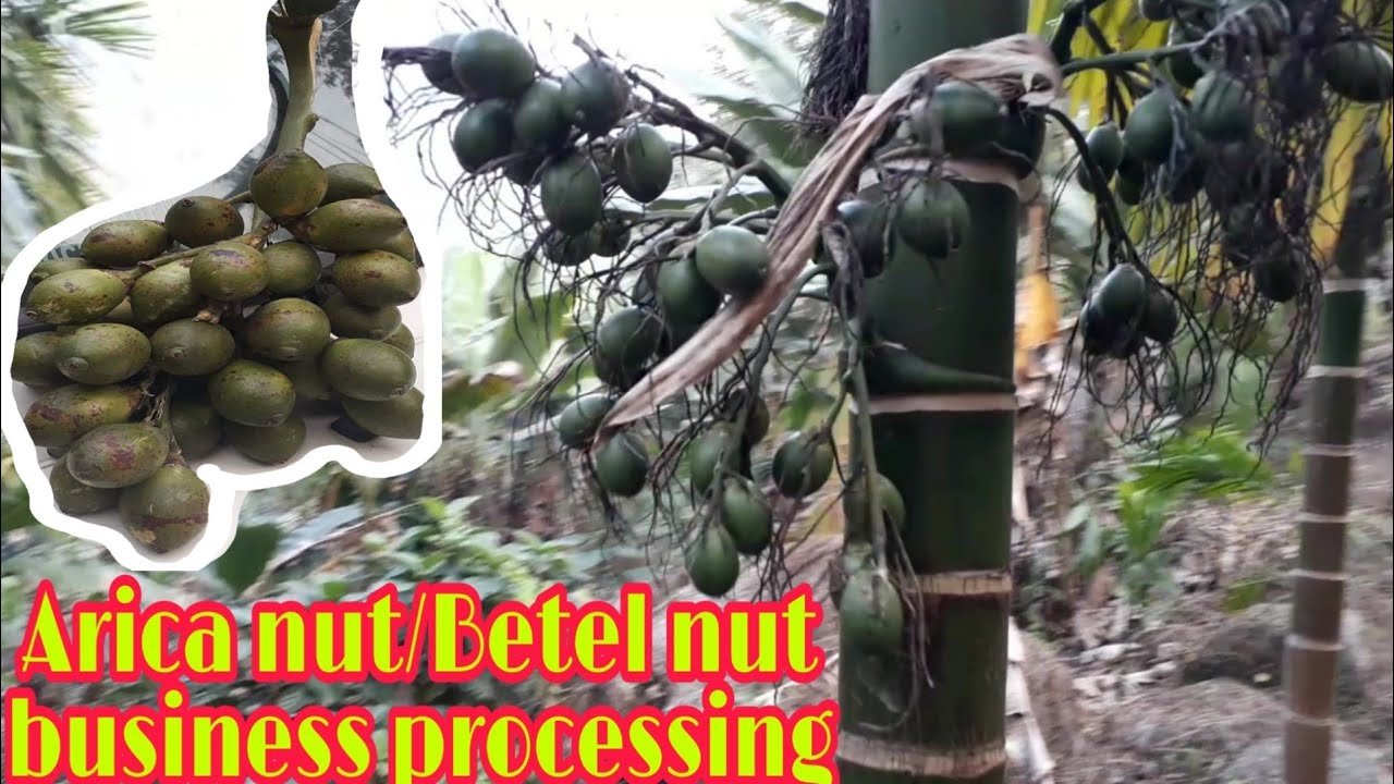 How to earn Arica nut(Betel nut) business & Arica nut complete process. Assamese free advice ...