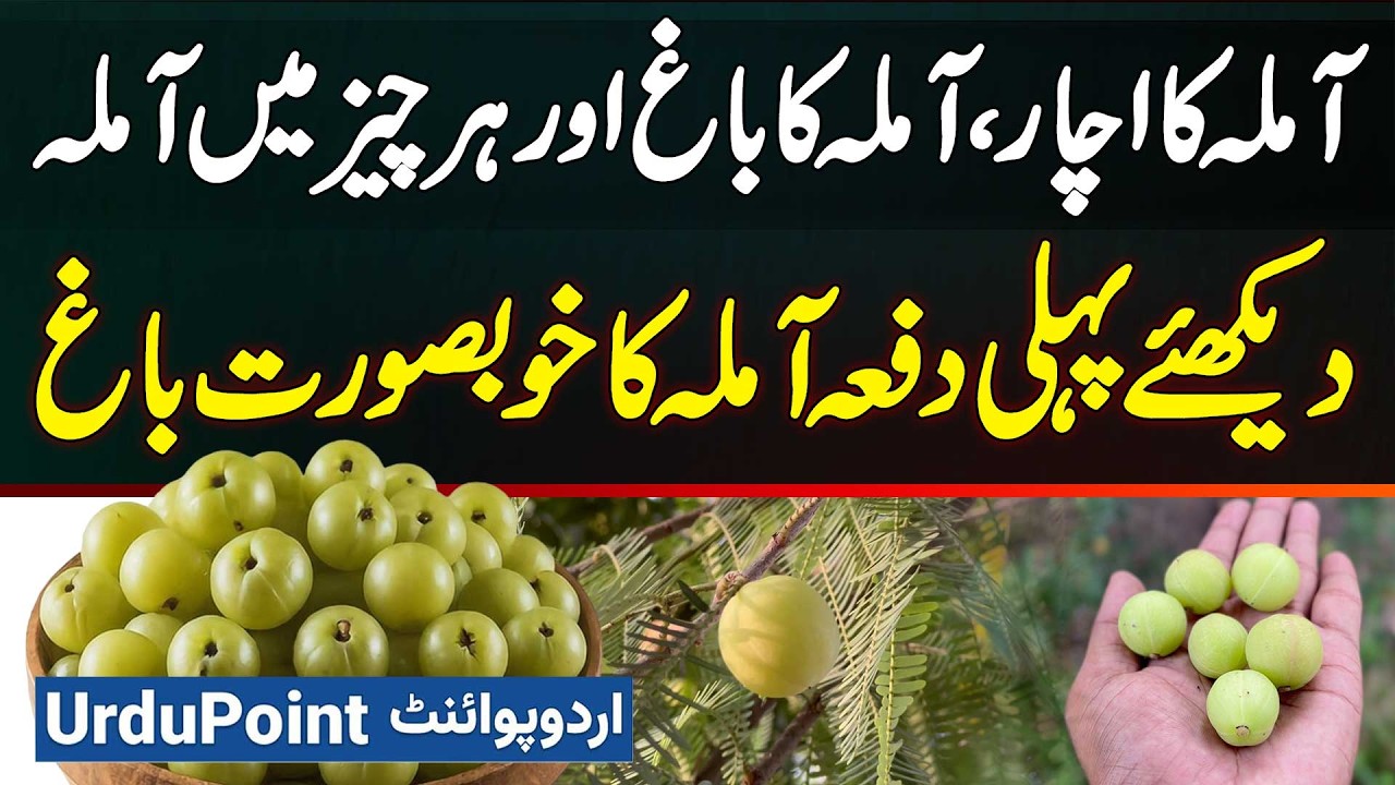 Amla Ka Achar Kaise Banta Hai? Amla Tree Farming - See Amla's Beautiful ...