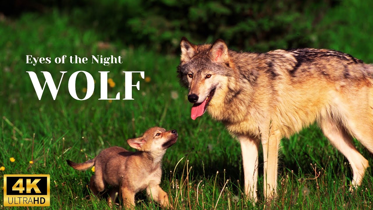 Wolves in 4K Ultra HD - With Bird sounds #wolf #wildlife #4k - YouTube