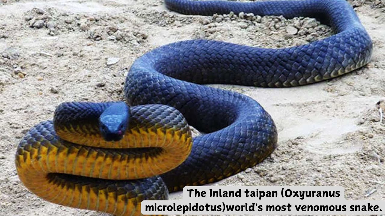 Inland Taipan: The Fierce Snake with the World's Most Toxic Venom - YouTube