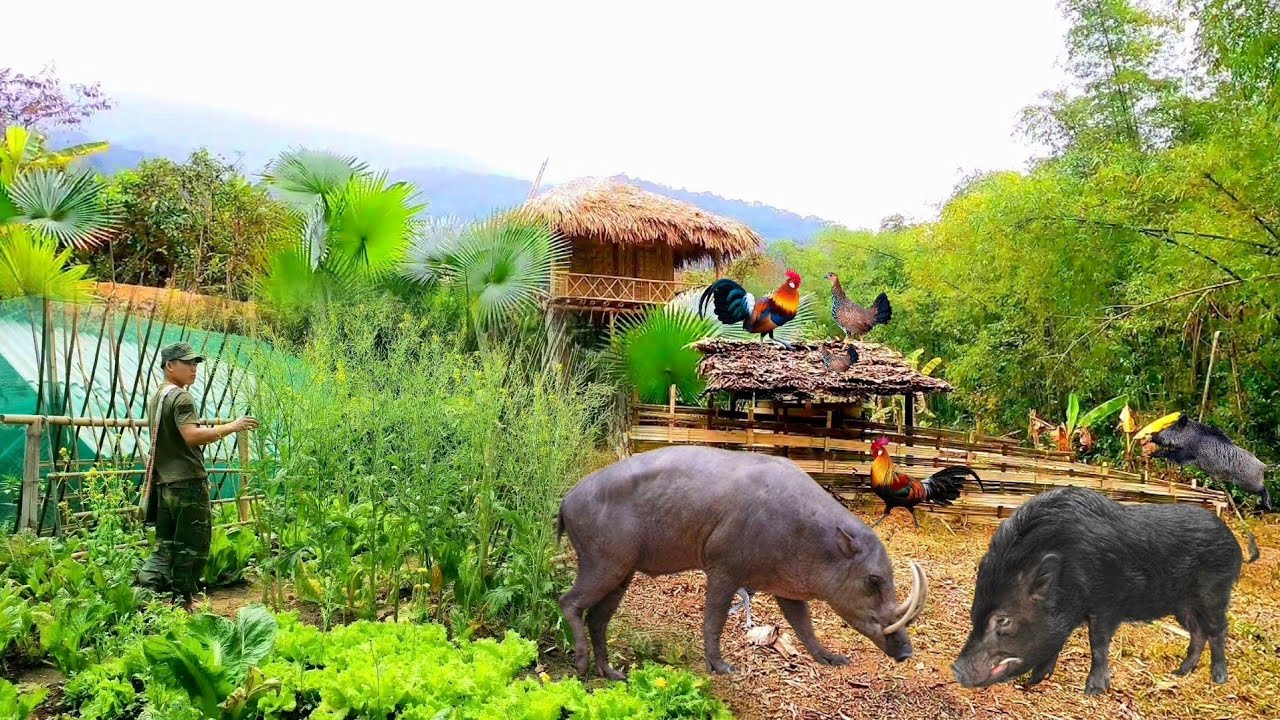 Alone in the Forest Building Bamboo House, Kitchen, Chicken Coop ...