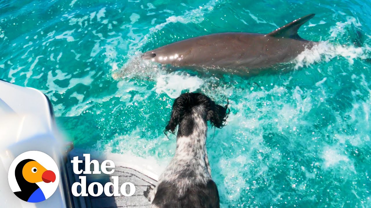 Wild Dolphin Loves Playing Tag With His Favorite Dog | The Dodo Odd ...