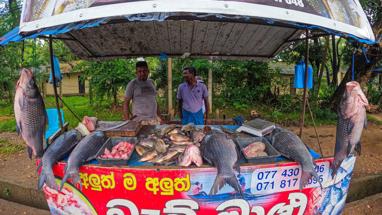 100kg Catla Fish Market!! Fast and Excellent Fish Cutting Styles In Sri ...