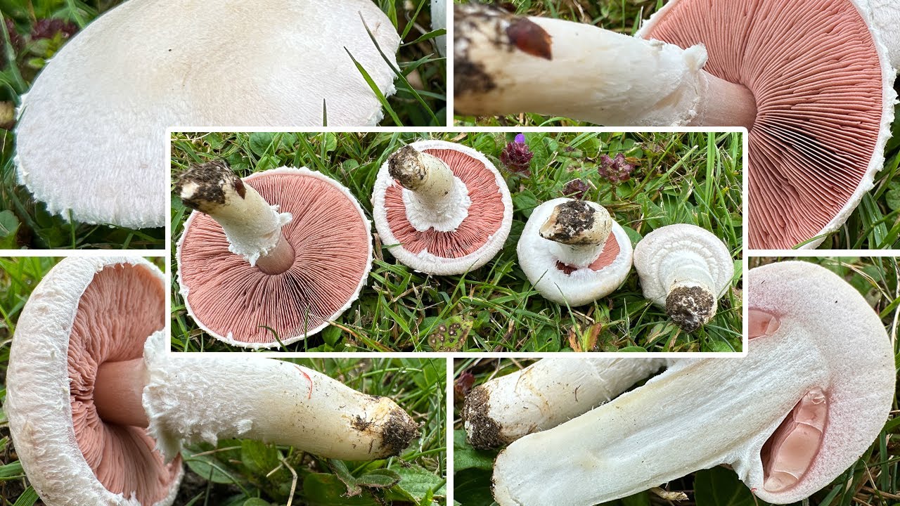 Wiesenchampignon oder Knollenblätterpilz? Verwechslungspartner ...