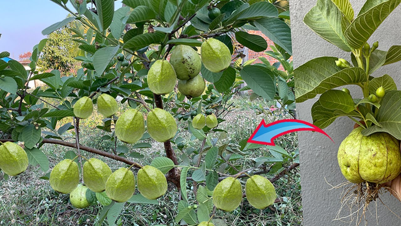 How to propagate guava tree from cutting-crafting idea guava tree get ...