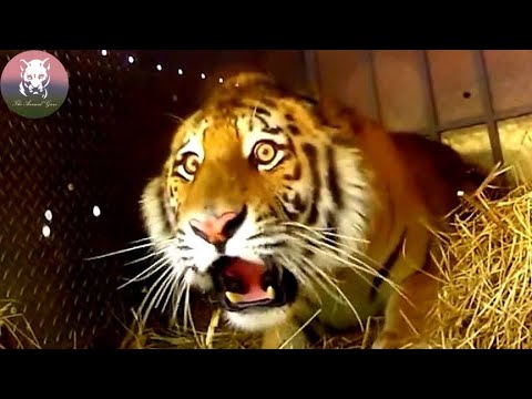 This Tiger was Born in Cage,When The Cage was First Opened,His Reaction ...