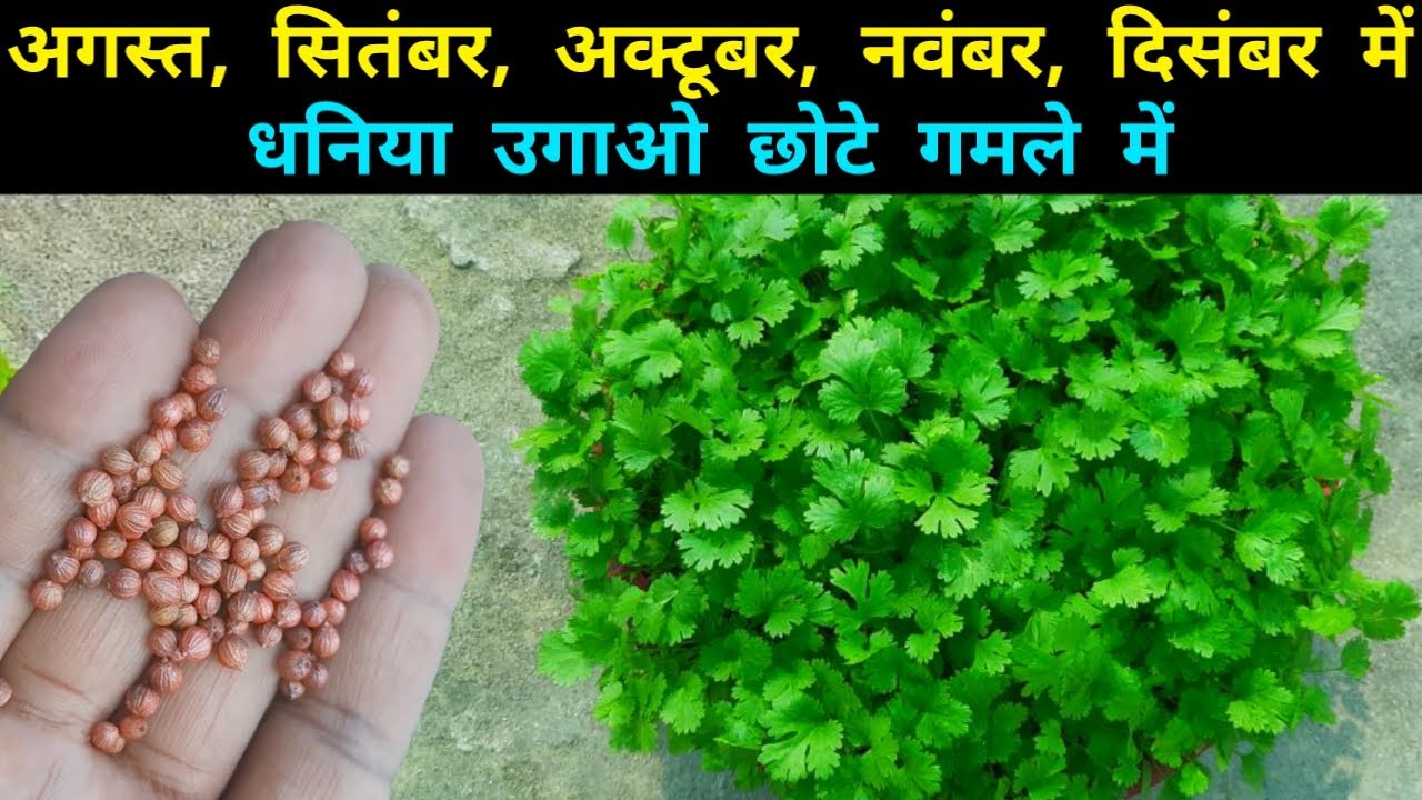 धनिया कैसे उगाए आसान तरीका How To Grow Dhaniya / Coriander at Home ...
