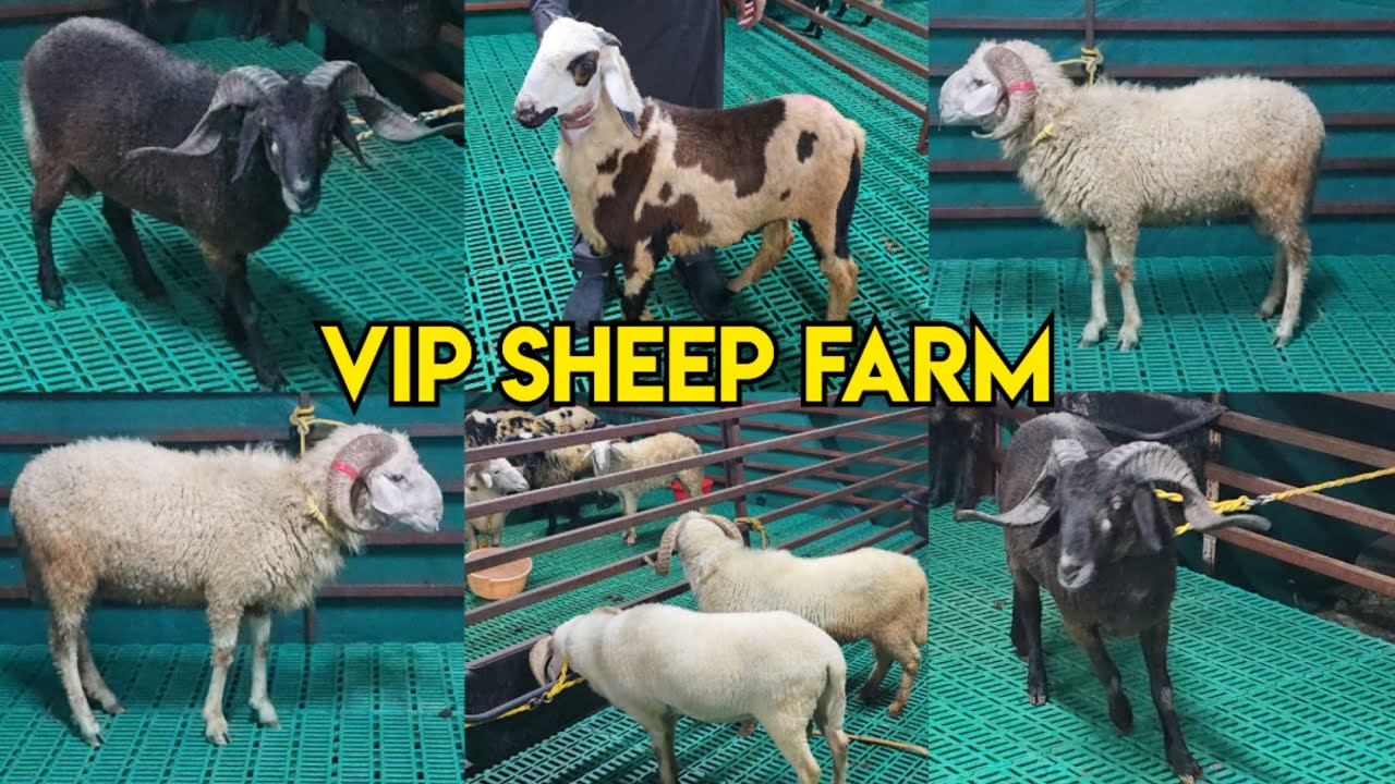 VIP Sheep Farm Heavyweight Vilayati Sheep Available at Sayeedabad ...