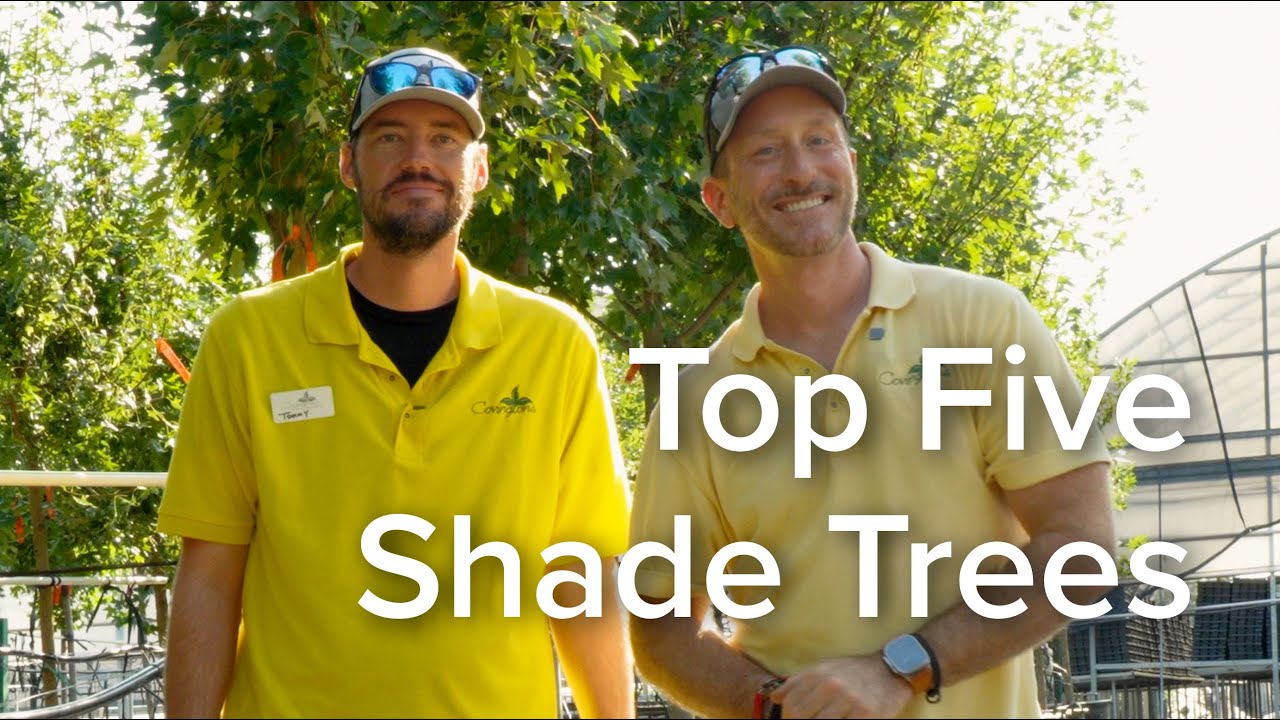 Best Shade Trees For North Texas Backyard Trees Best Shade Trees