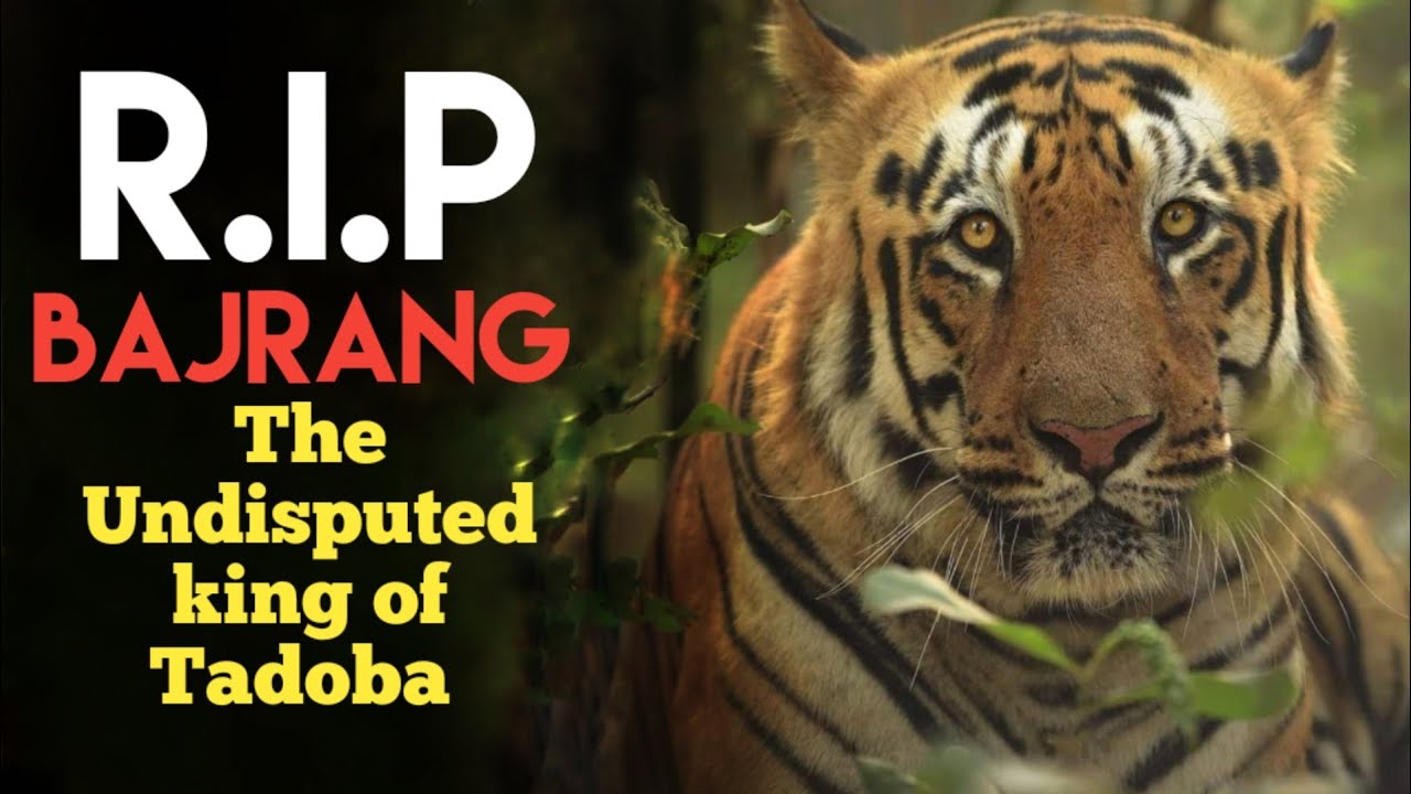 R.I.P Bajrang - The Brutal King of Tadoba and His Journey in Hindi ...