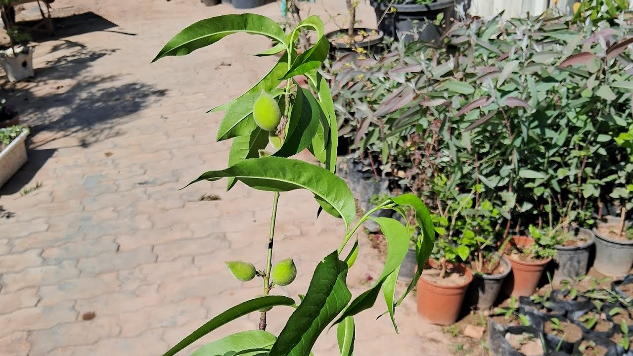 Adu fruit plant 🪴 #hb #dwarf #sane panjab #garden #trending #overview # ...
