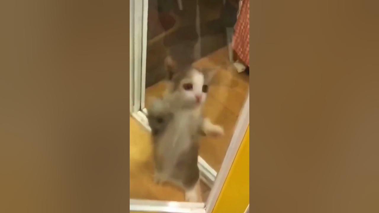 Hapi Cat Memes Cute Cat Hapicat Shorts Youtube