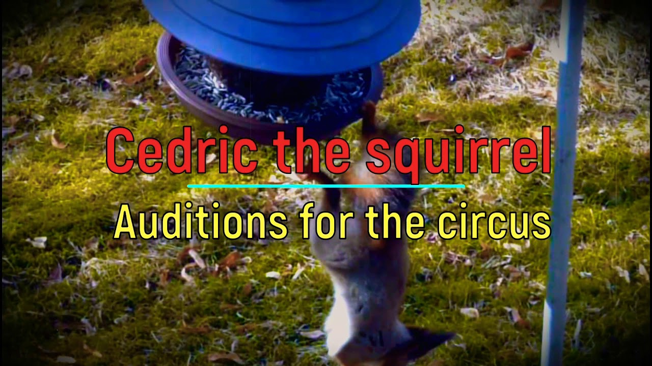 Cedric the squirrel auditions for the circus as a trapeze artist - YouTube