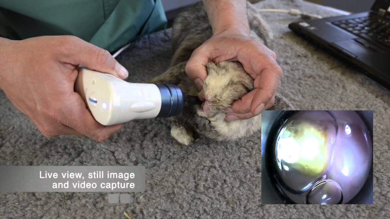 UB CAM Pro Videoscope - YouTube