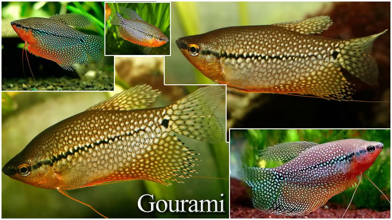 Tropical freshwater fish for beginners - YouTube