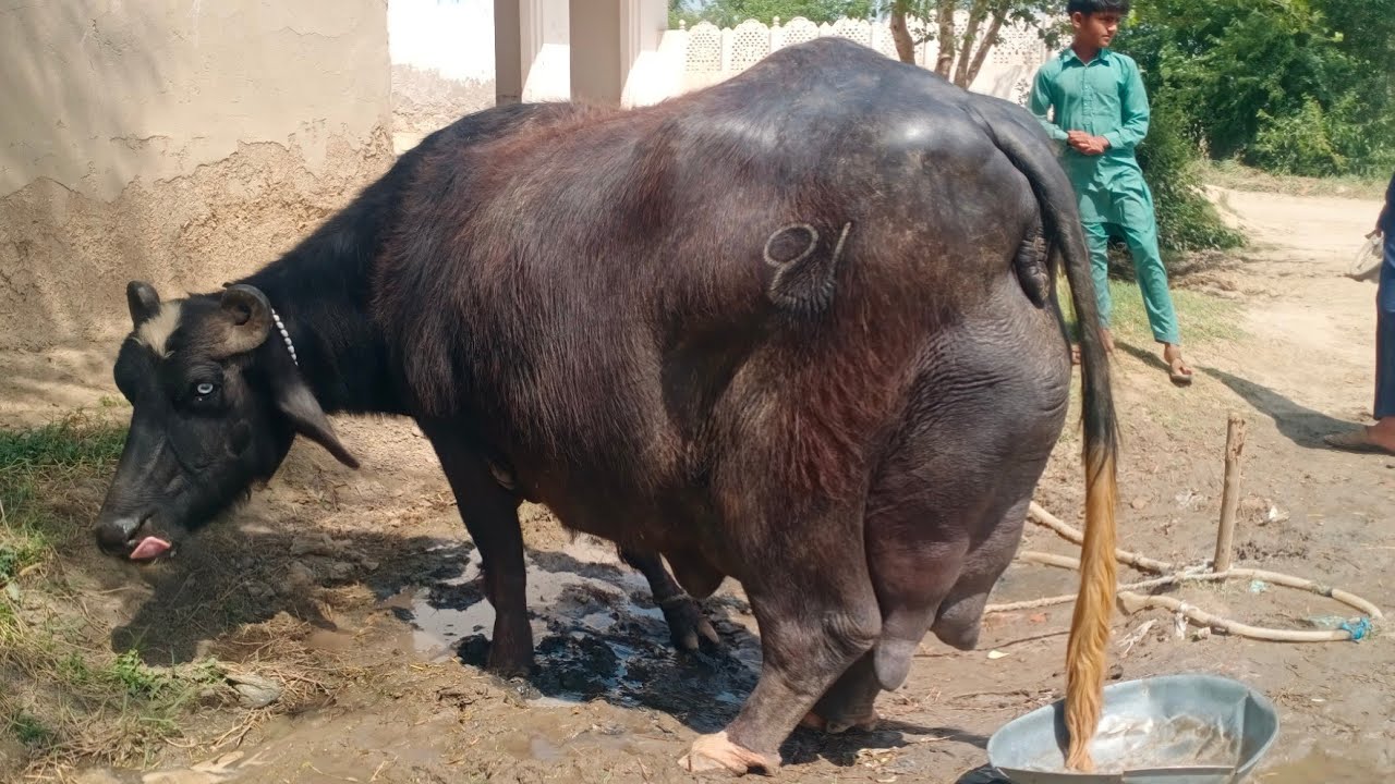 Pure Neeli Ravi Buffalo Pakpattan Punjab TV - YouTube