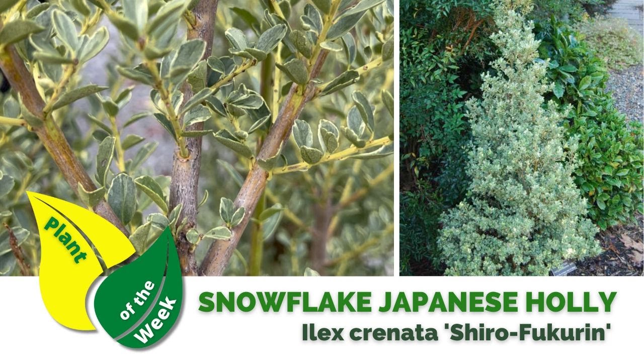SNOWFLAKE JAPANESE HOLLY | Ilex crenata 'Shiro Fukurin' - YouTube